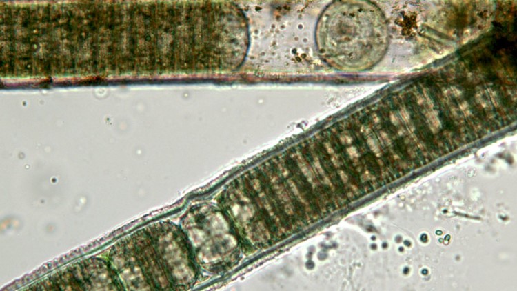 Black Mat Algae Found In High Rock Lake | wfmynews2.com