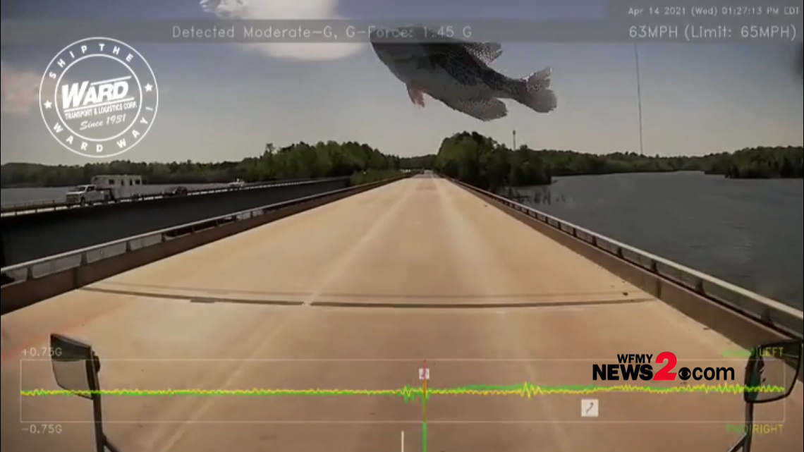 VIDEO: Fish smacks trucker's windshield after dropped by bird ...