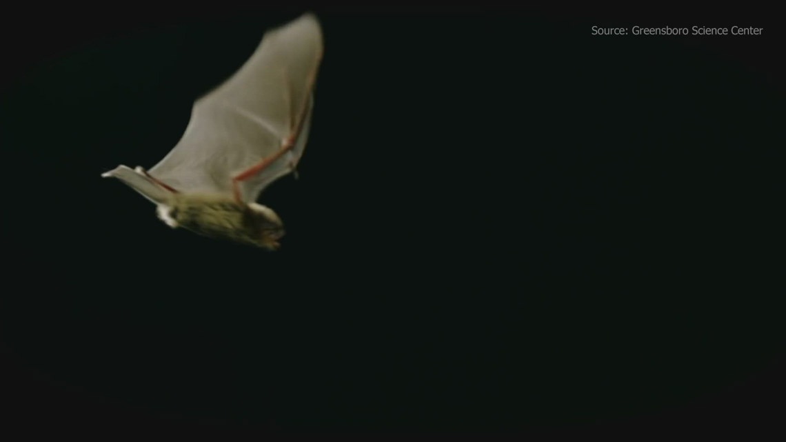 How bats impact the ecosystem | wfmynews2.com