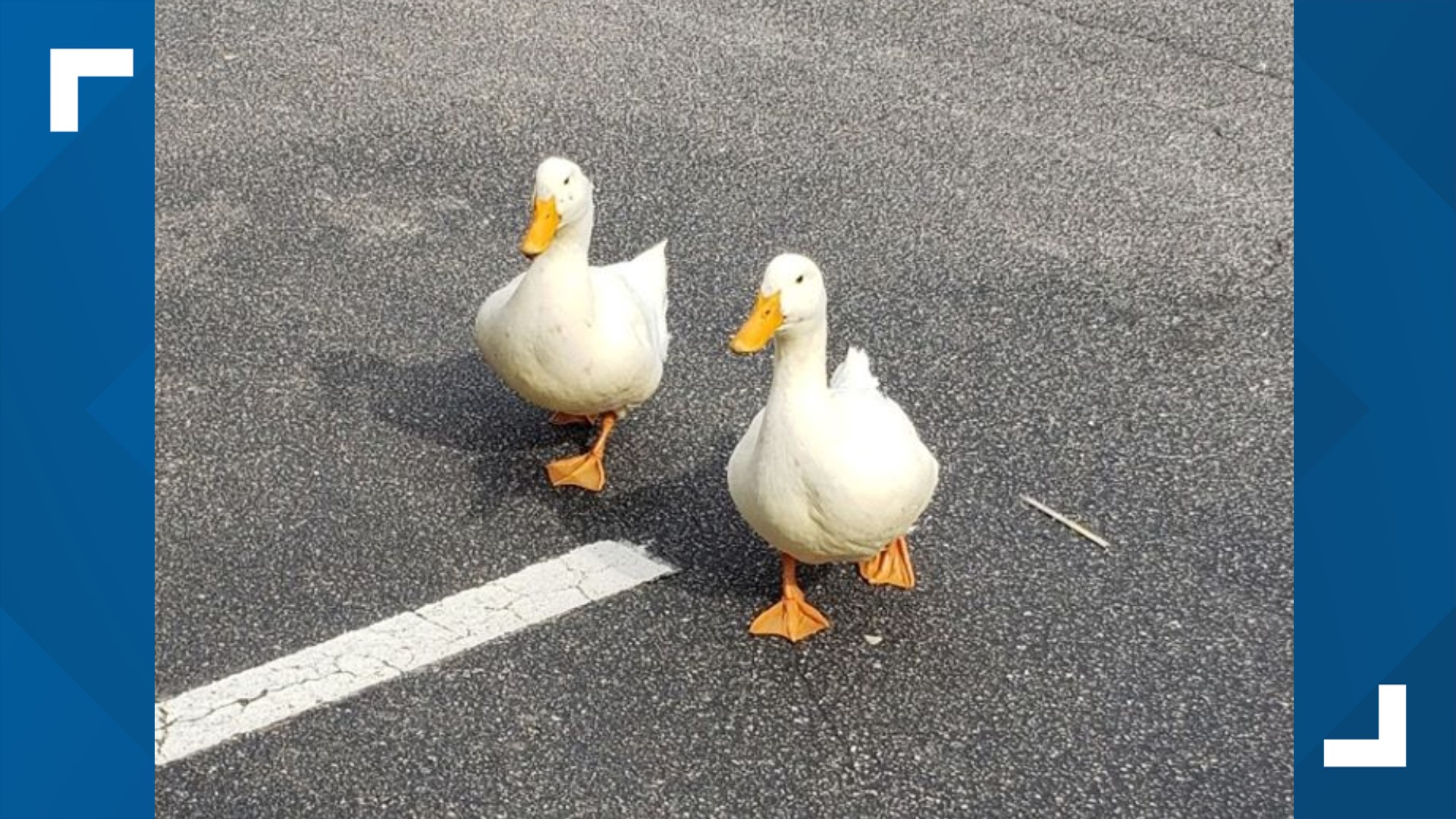 Raleigh Animal Control Officer helps save abandoned ducks | wfmynews2.com