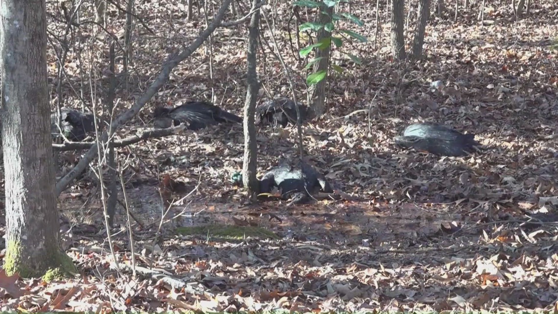 Dead vultures in Eden tied to bird flu, state wildlife officials say ...
