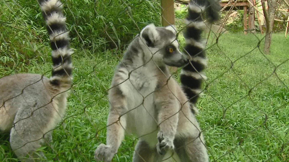 The Greensboro Science Center gets you up close to animals: What 2 See ...