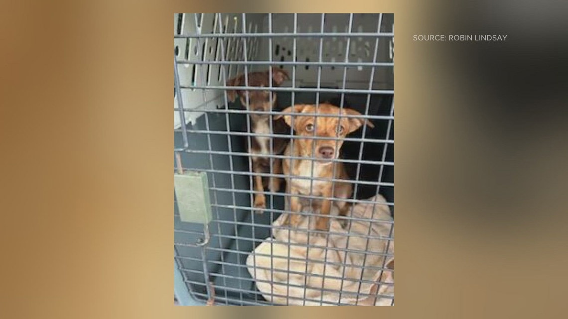 Arrests made in High Point animal cruelty case | wfmynews2.com