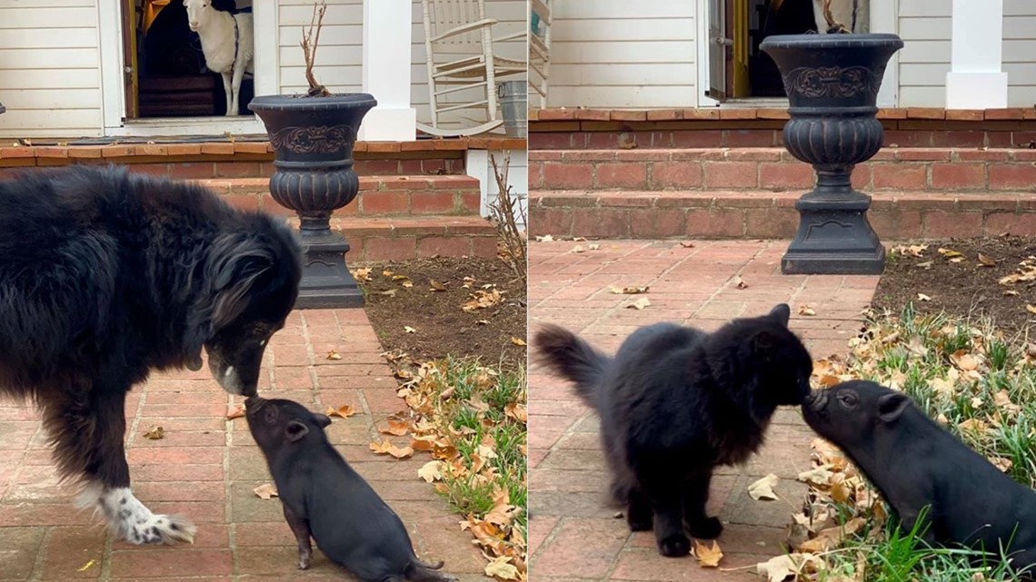 Pig with deformed legs gets second chance on Refuge Farm in NC ...