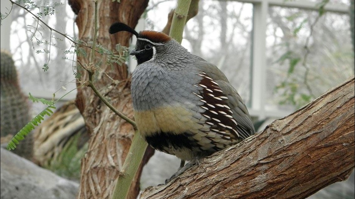 NC Zoo's 'Mr. Quail' Dies at 13 | wfmynews2.com