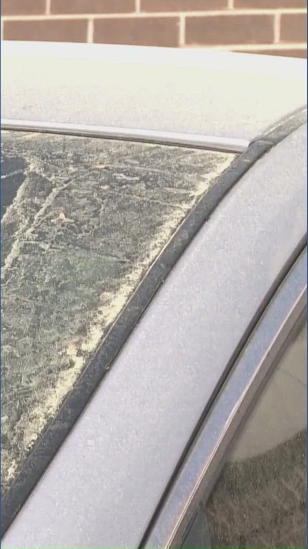 Peak tree pollen coats cars, triggers allergies across the Triad ...