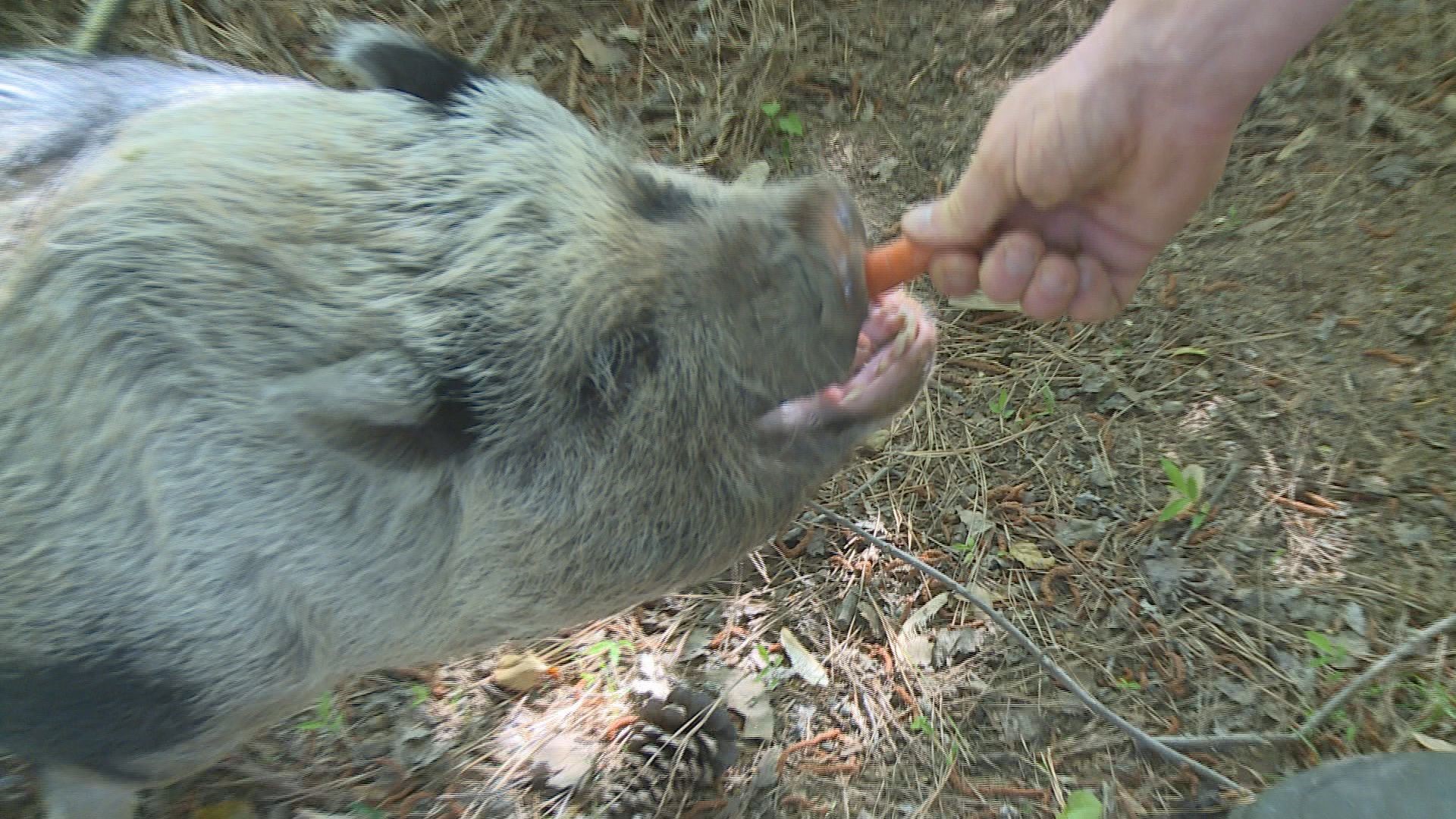 Oink! Oink! 'Hamilton The Pig' Has A Winning Reputation Bringing Good ...