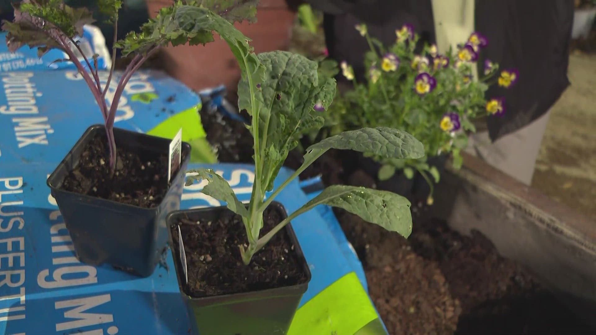 Guide to planting fall veggies | wfmynews2.com