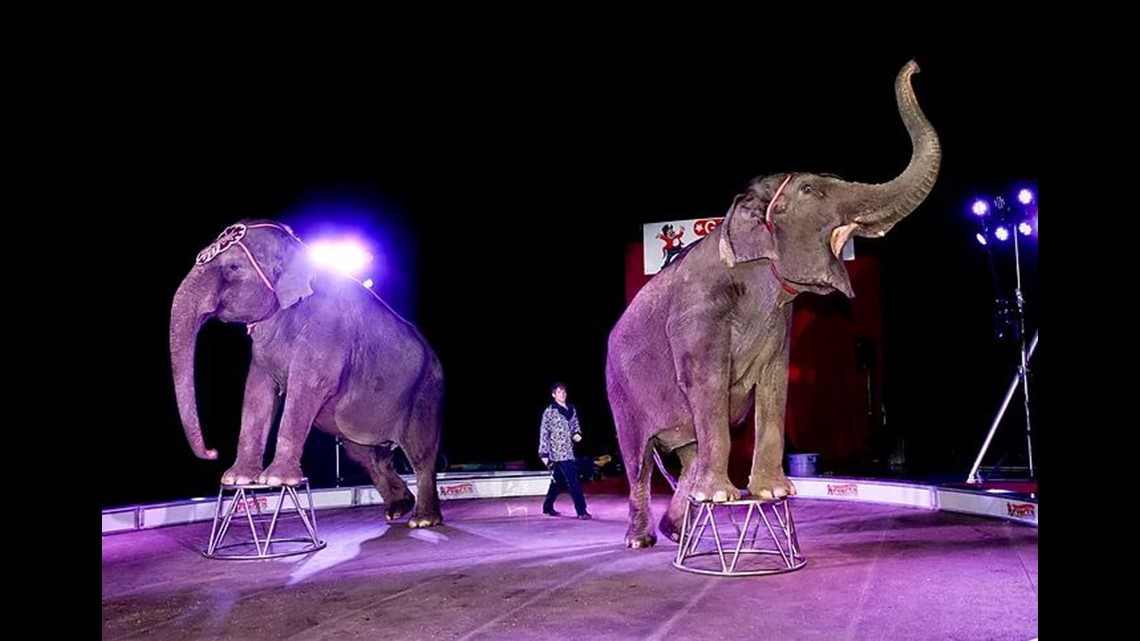 An Animal-Free Circus May Become The New Norm For Charlotte | wfmynews2.com