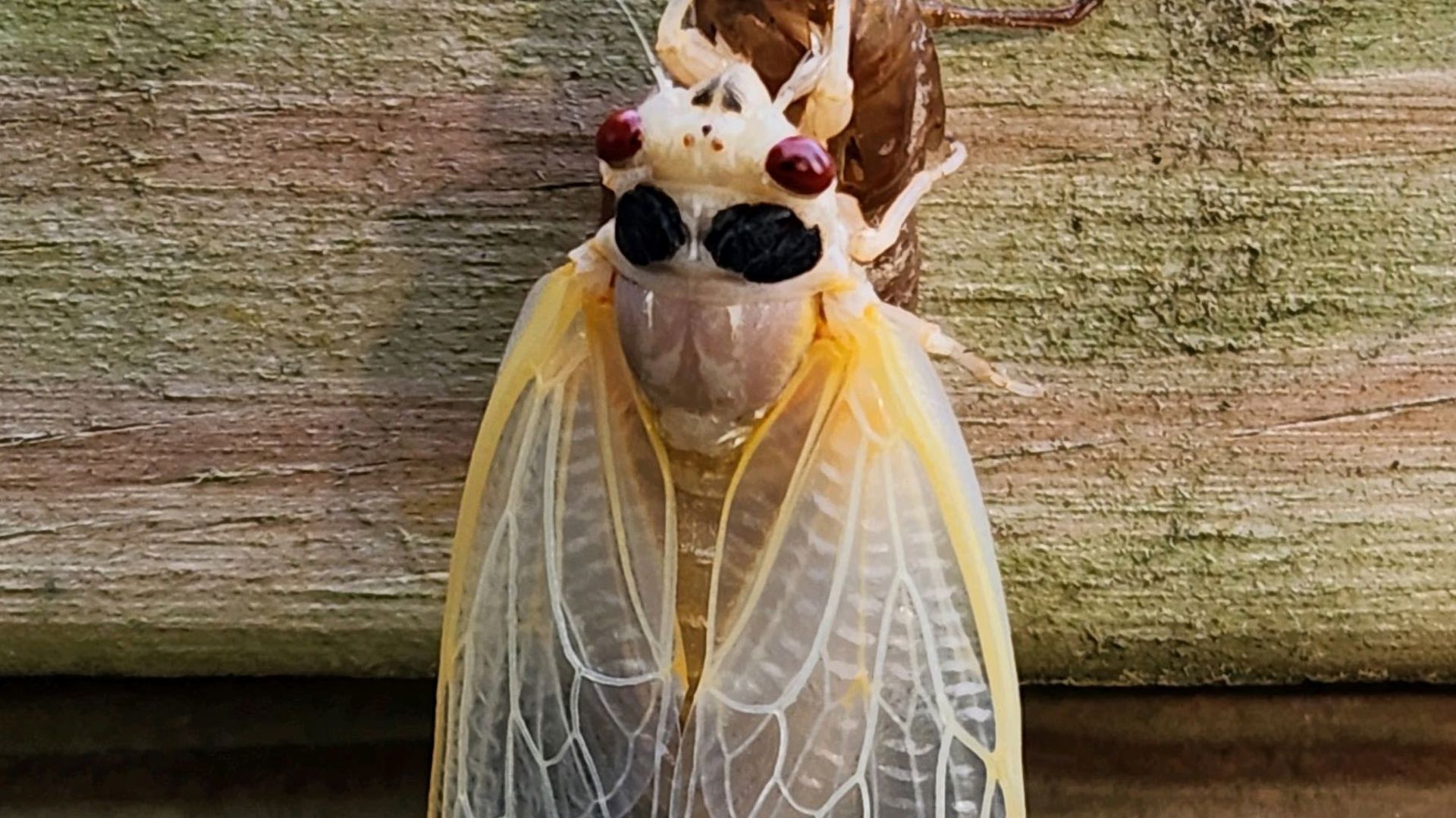 The cicada invasion isn't over yet. The next phase is strange ...