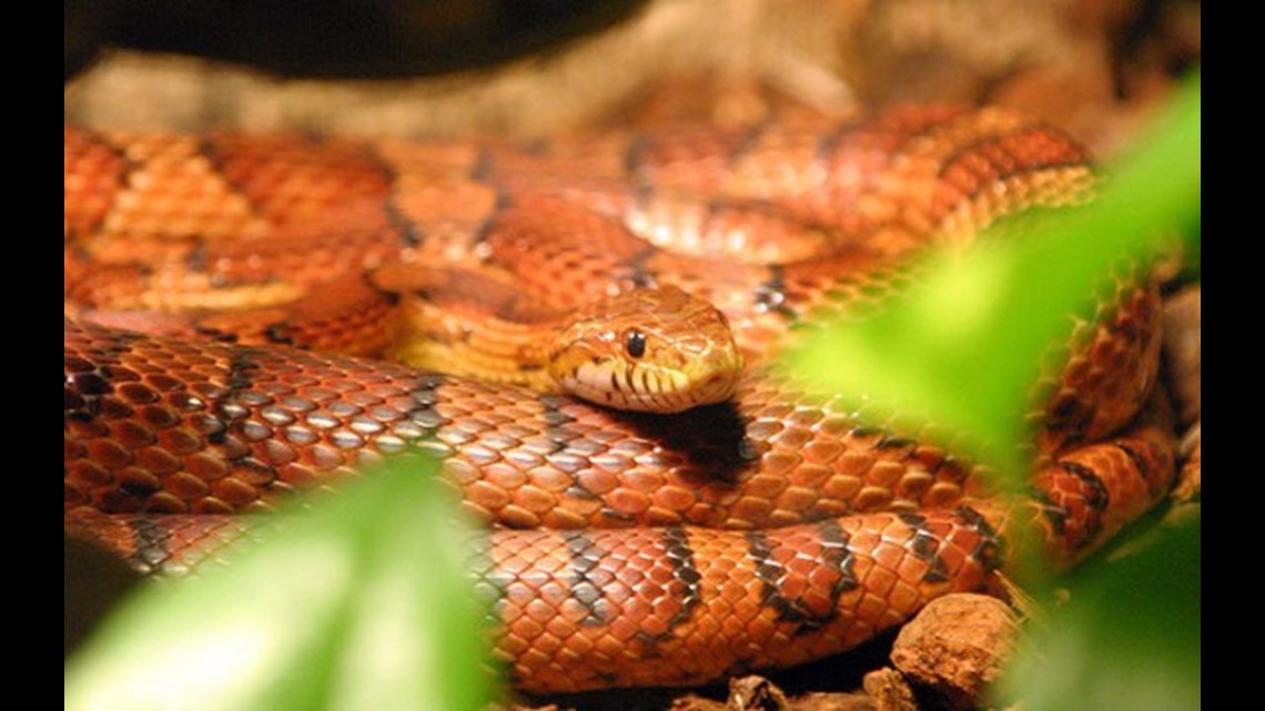 Watch out for baby copperhead snakes | wfmynews2.com