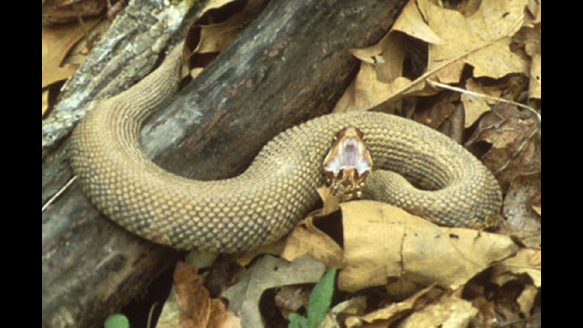 Watch out for baby copperhead snakes | wfmynews2.com