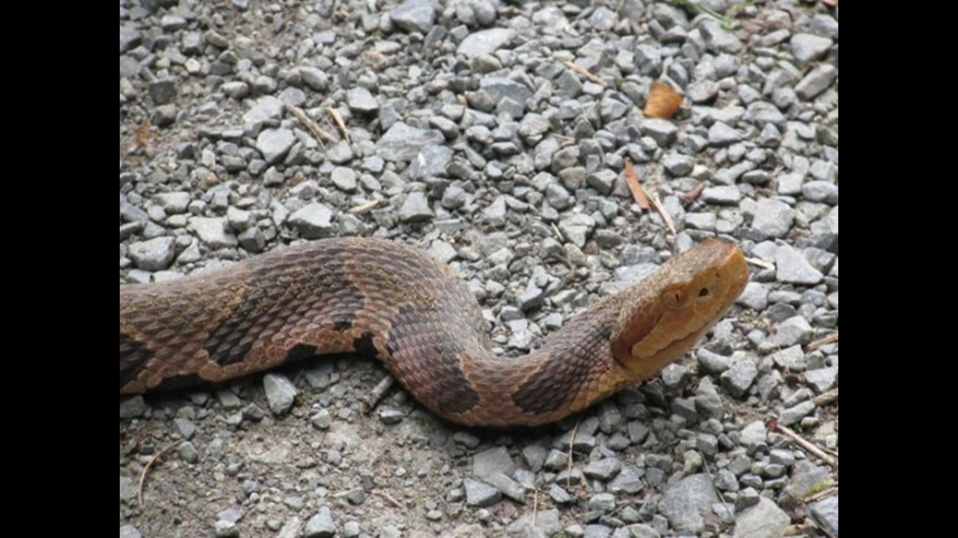 Watch out for baby copperhead snakes | wfmynews2.com