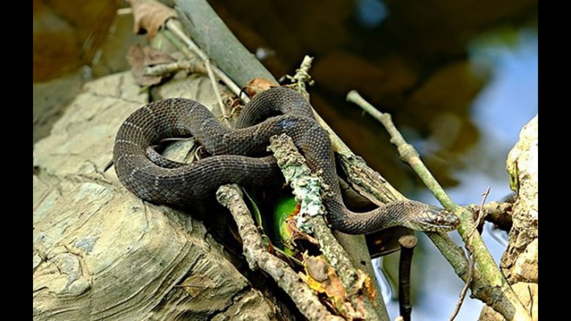 Watch out for baby copperhead snakes | wfmynews2.com