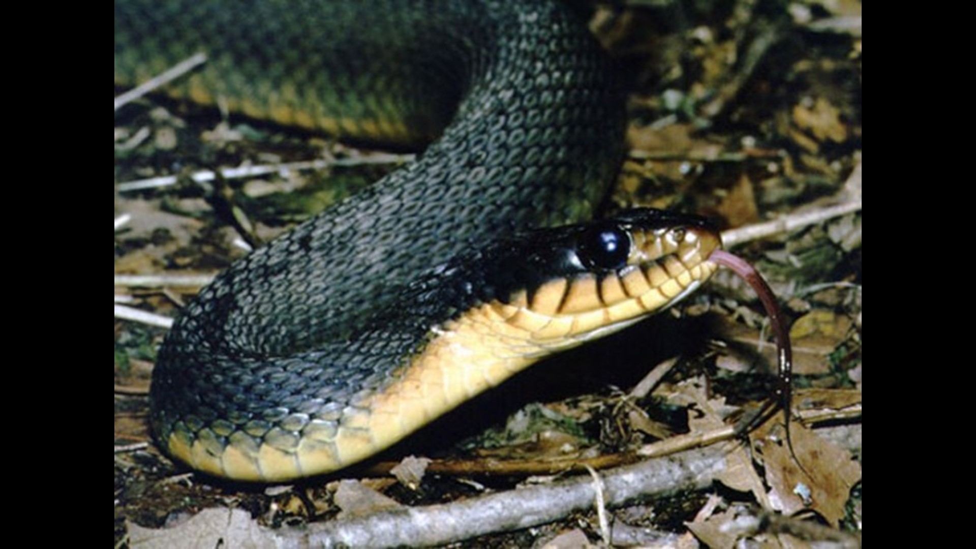 What To Do If You See A Snake | wfmynews2.com