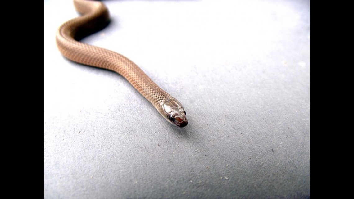 What To Do If You See A Snake | wfmynews2.com