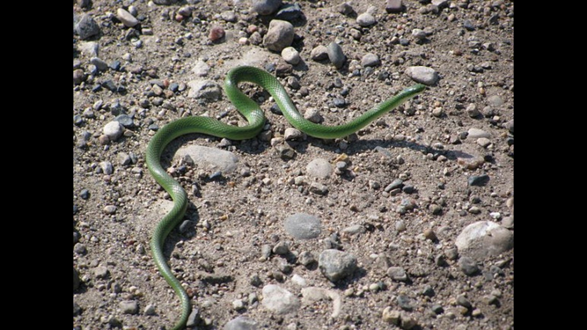 Watch out for baby copperhead snakes | wfmynews2.com