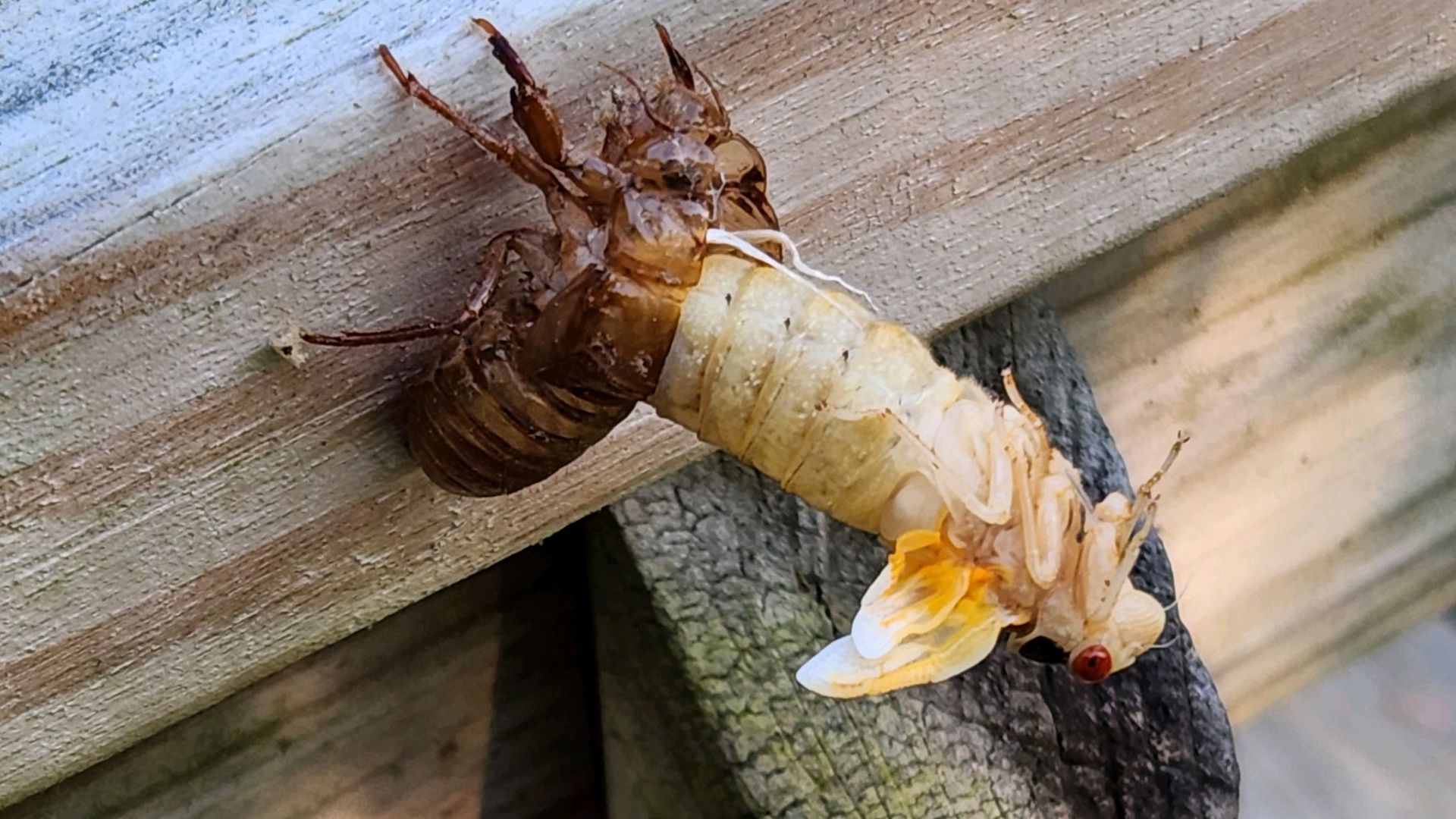 The cicada invasion isn't over yet. The next phase is strange ...