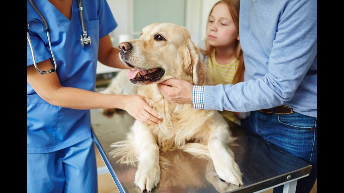 One sick dog, Canine Upper Respiratory Infectious Disease spreads ...