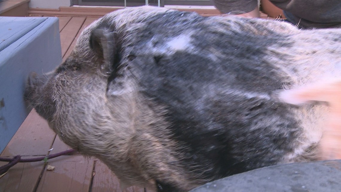 Oink! Oink! 'Hamilton The Pig' Has A Winning Reputation Bringing Good ...