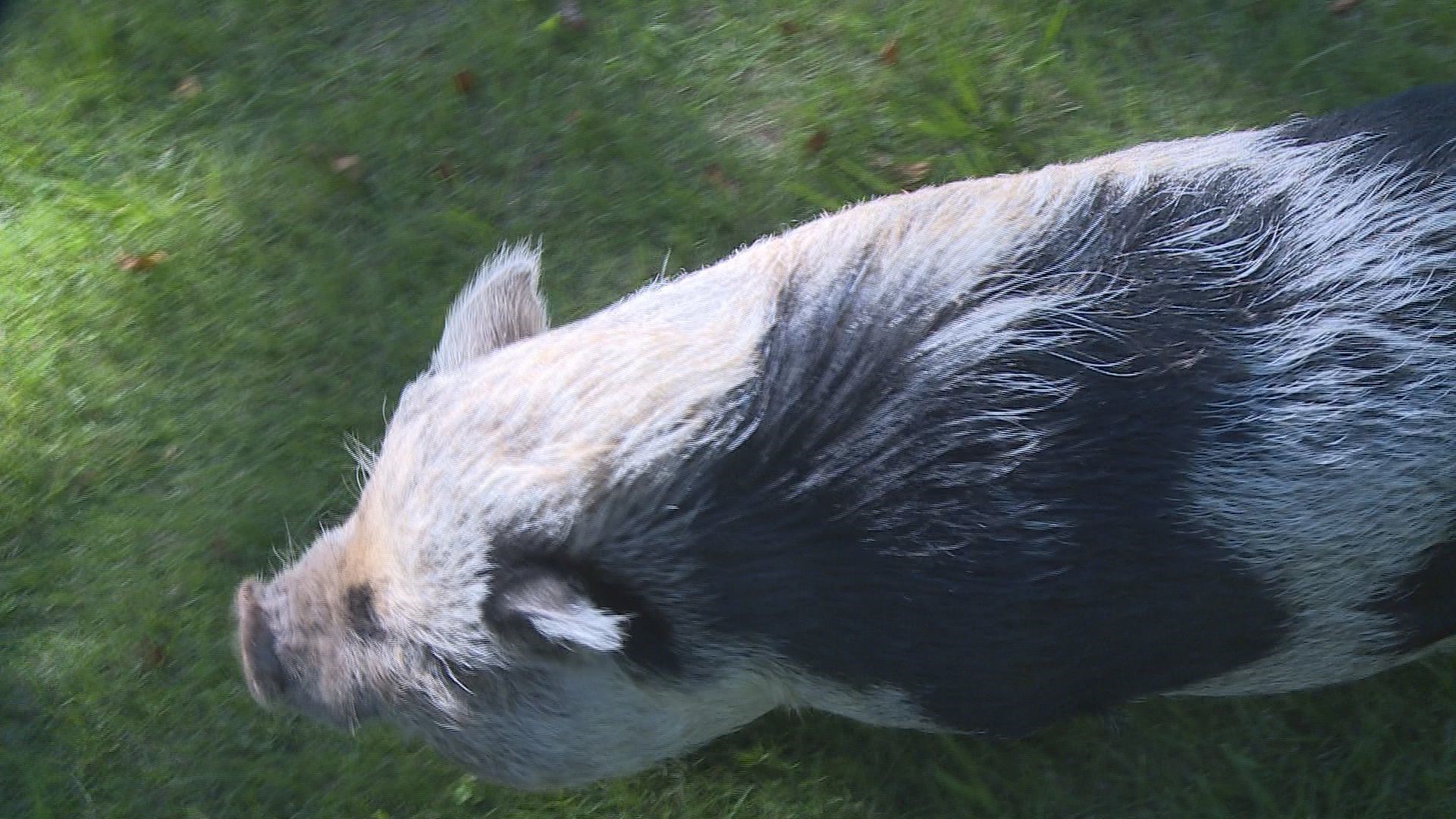 Oink! Oink! 'Hamilton The Pig' Has A Winning Reputation Bringing Good ...