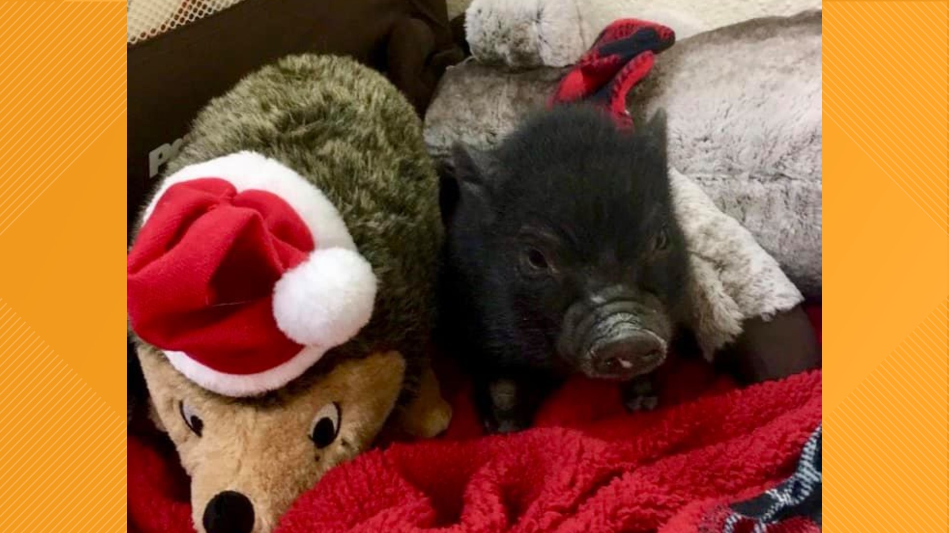 Pig with deformed legs gets second chance on Refuge Farm in NC ...