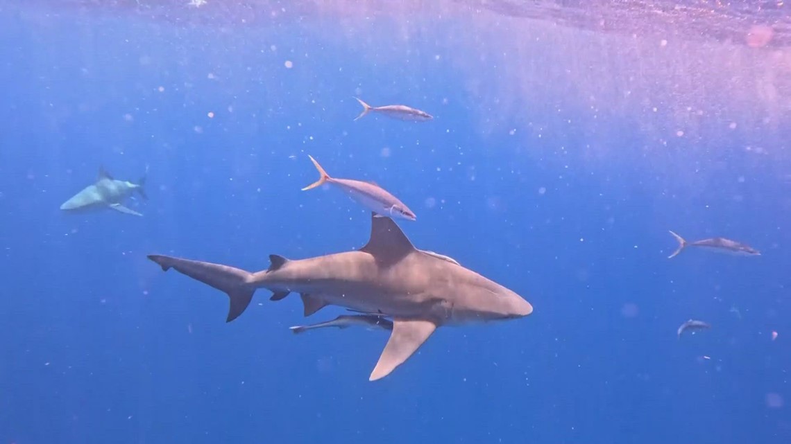 Sea creature safety: Sharks, turtles, and jellyfish | wfmynews2.com