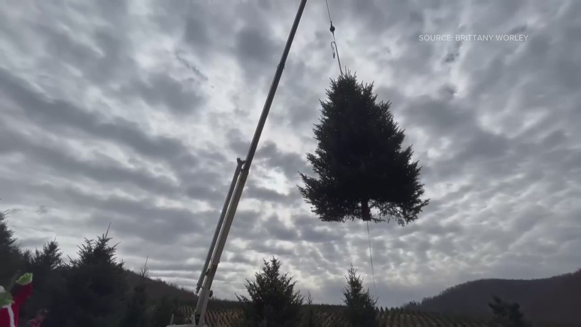 White House Christmas Tree cut from NC farm | wfmynews2.com