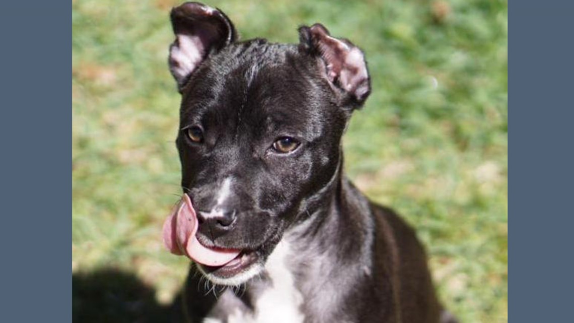 Flames Nearly Killed ‘Clover,’ Now She's About To Become A Fire Station ...