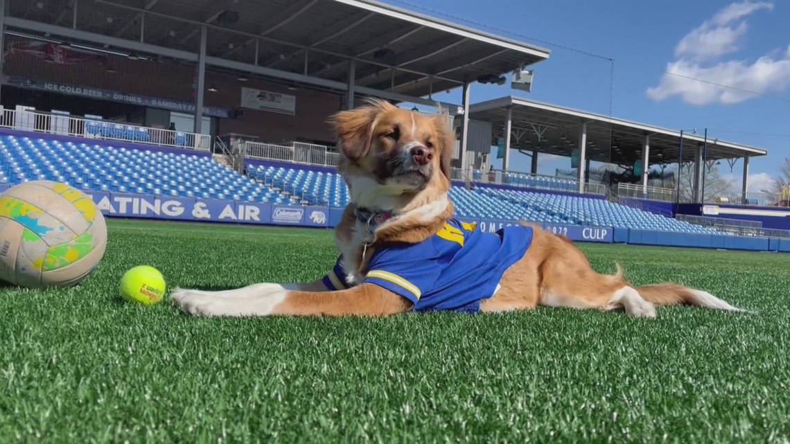 Meet Ruby, the High Point Rockers' new mascot! | wfmynews2.com