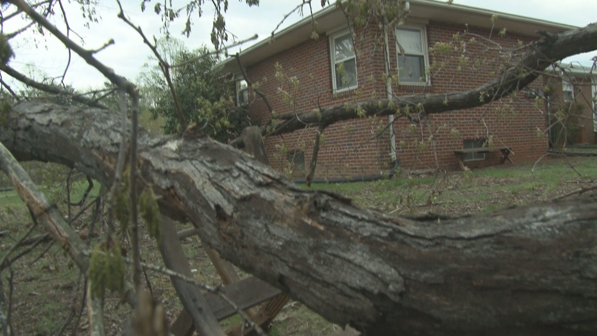 Huge Family Oak Tree Misses House After Tornado Topples It | wfmynews2.com