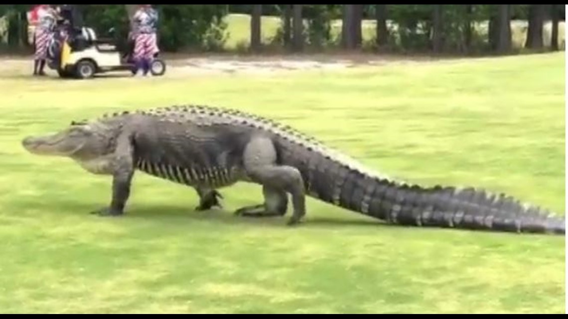 Giant Gator Takes Stroll On SC Golf Course | wfmynews2.com