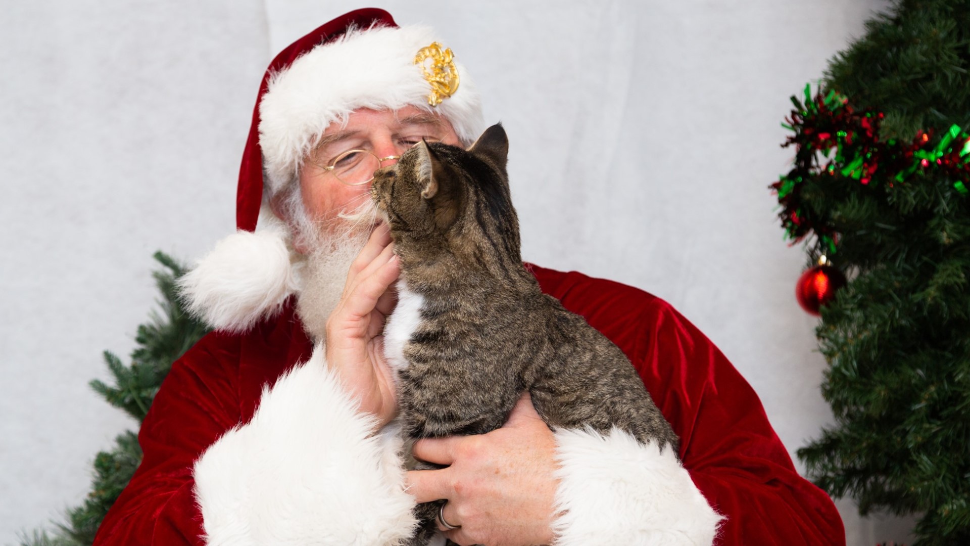 VERIFY: Orange peels and cinnamon can keep pets from Christmas trees ...