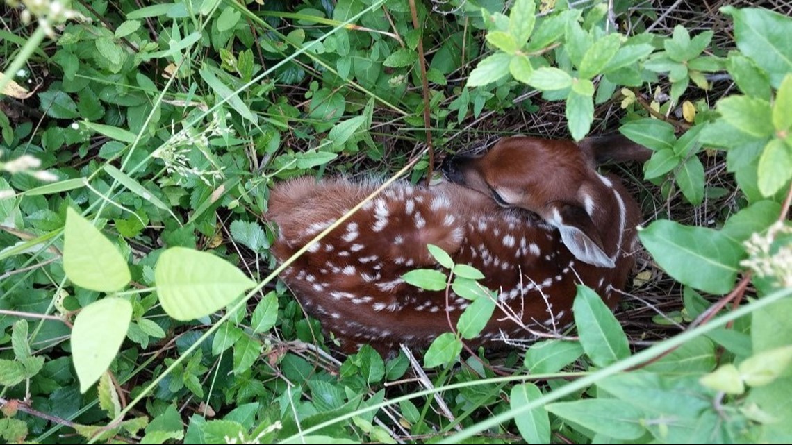 Leave The Fawn Alone! | NC Wildlife Issues Warning | wfmynews2.com