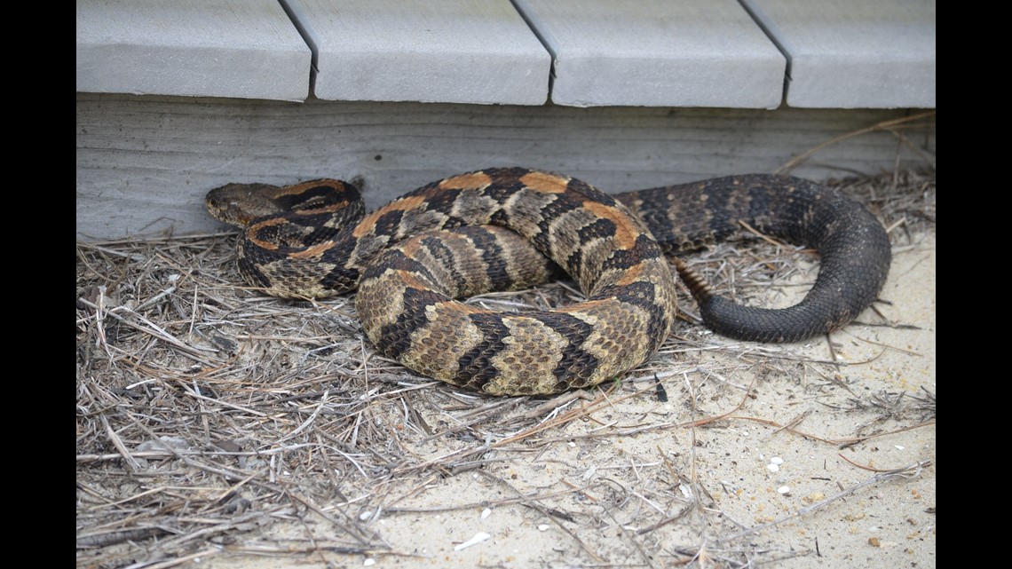 PHOTOS | Warnings Issued About Snakes As Weather Gets Warmer ...