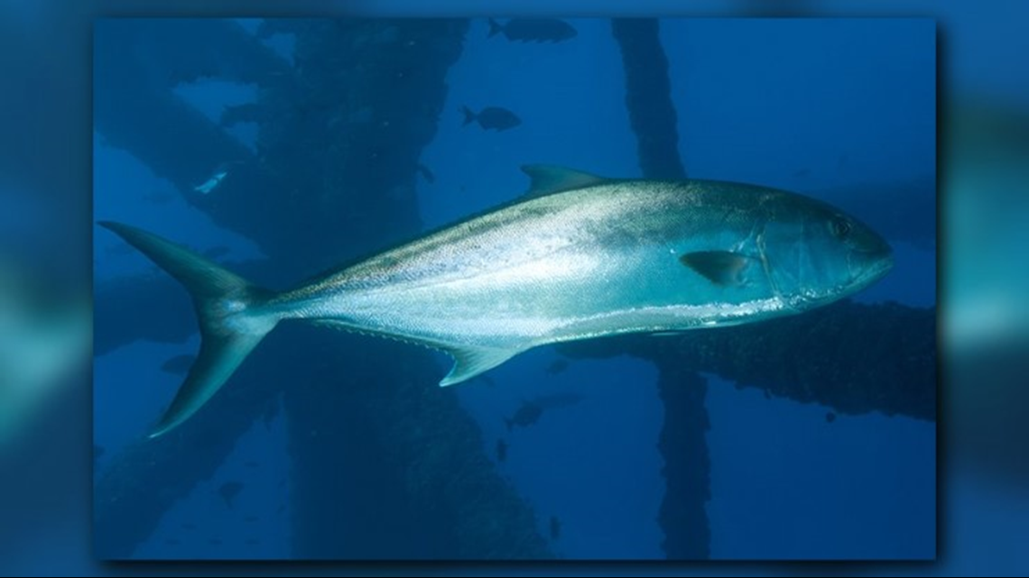 FISH GUIDE | Types Of Fish You'll Hook In The Outer Banks | wfmynews2.com