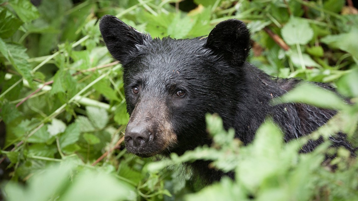 Bear Raid: Bear Sightings Up In NC Mountains After Heavy Rain ...