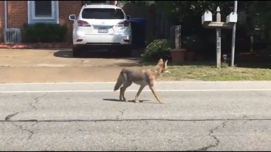 Coyote Casually Strolling a Va. Street Becomes Neighborhood Fascination ...