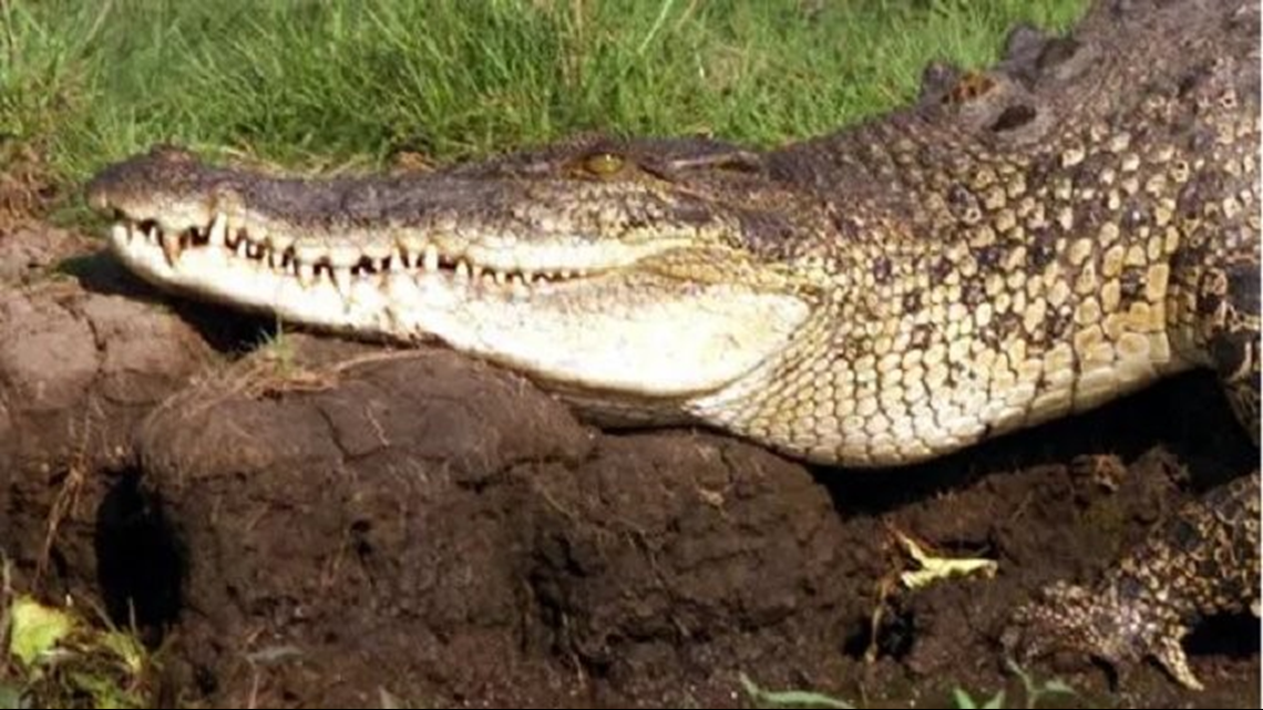 Crocodile Eats Small Dog After Years of Torment | wfmynews2.com