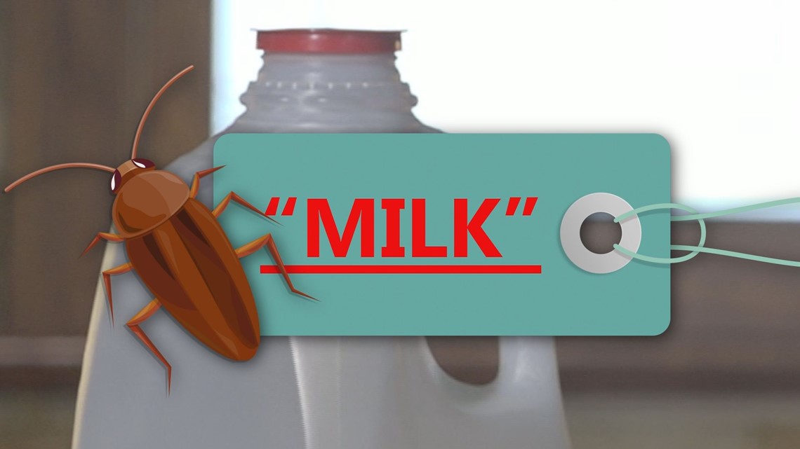 Cockroach Milk Is Not Milk | wfmynews2.com