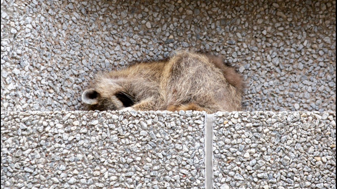 Raccoon Scales Tower, Captivates Nation | wfmynews2.com