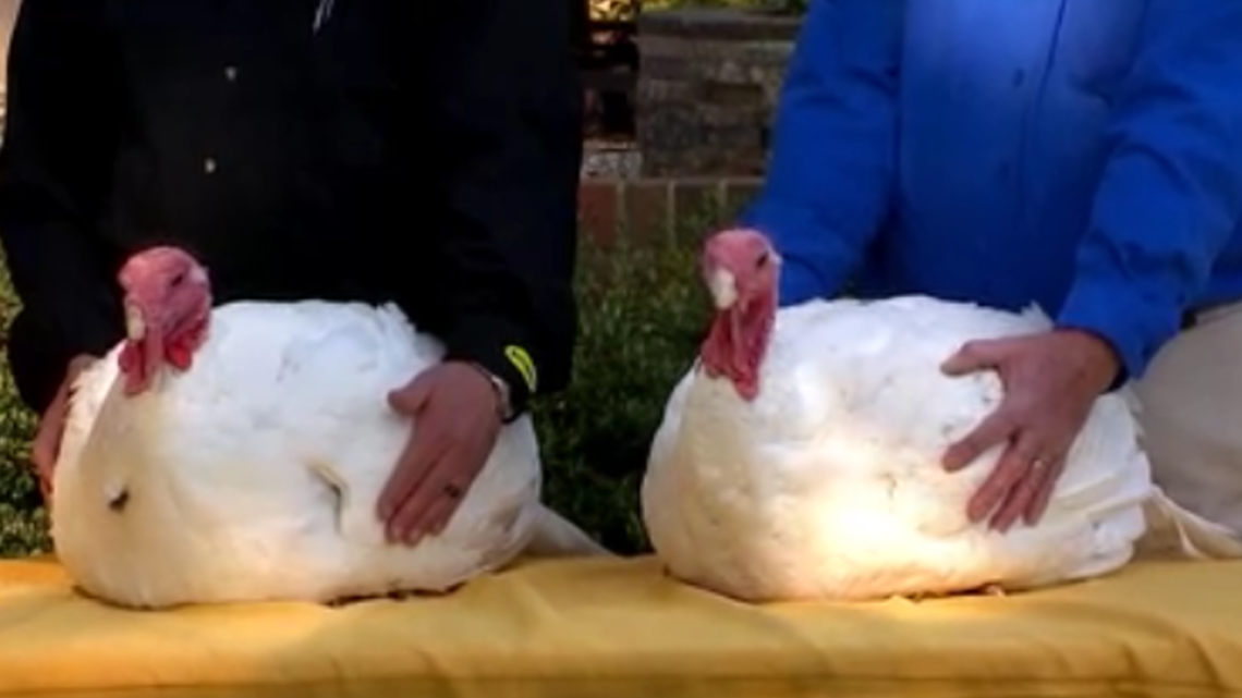 These Turkeys Escaped The Thanksgiving Table! | wfmynews2.com