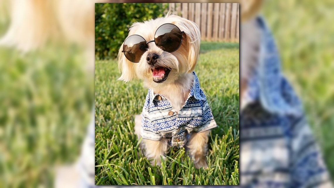 How NC Dog 'Rambo the Puppy' Became Social Media 'Furlebrity', Owner's ...