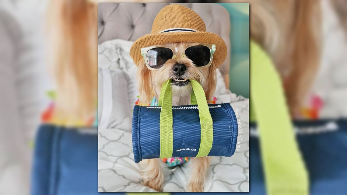 How NC Dog 'Rambo the Puppy' Became Social Media 'Furlebrity', Owner's ...