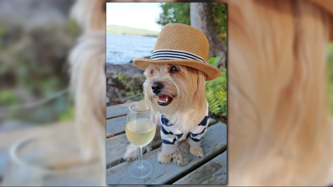 How NC Dog 'Rambo the Puppy' Became Social Media 'Furlebrity', Owner's ...