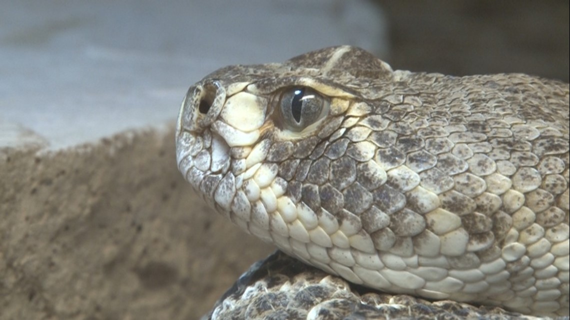 Rattlesnake Found Inside Pool Noodle Prompts Warning From Fire Dept ...