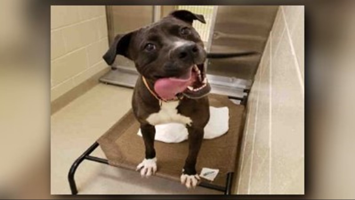 FREE Pet Adoptions at Burlington Animal Services Through July 4 ...