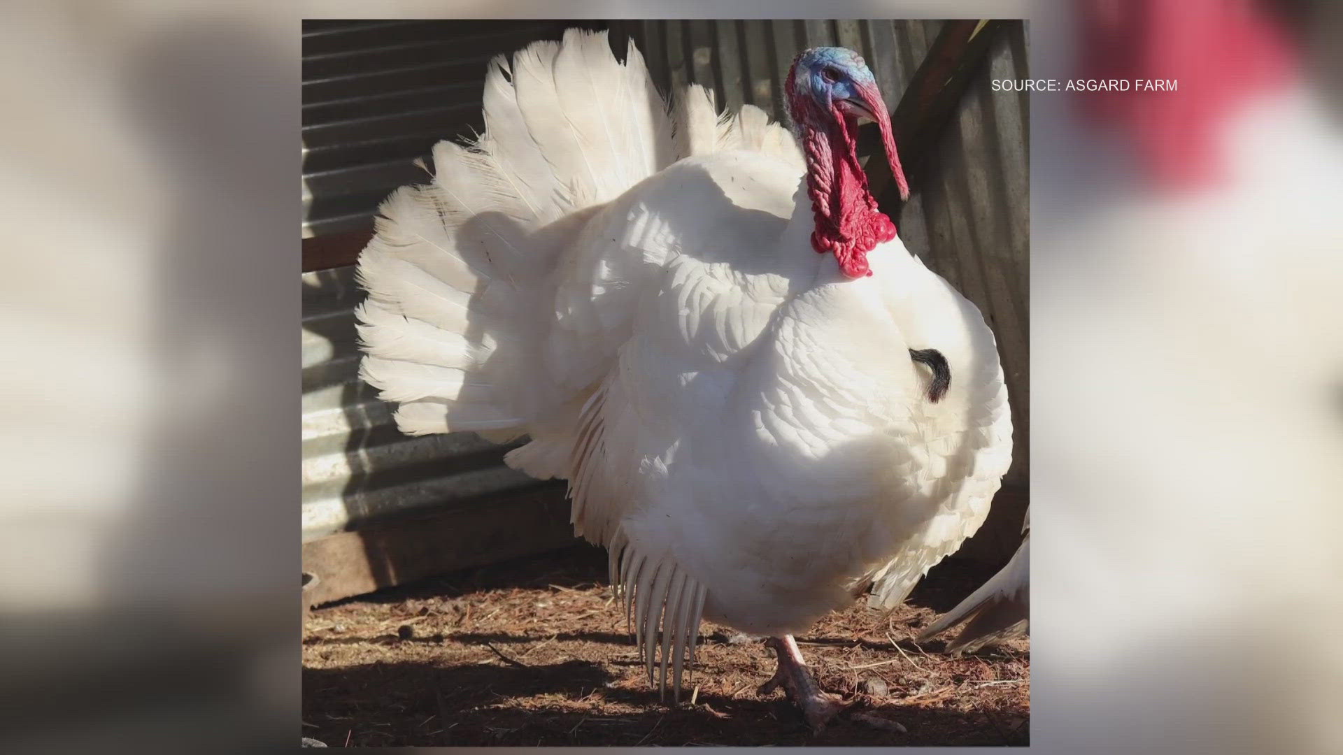Morgan State Lady Bears and the Rice Owls meet in Carolina, Puerto Rico | wfmynews2.com