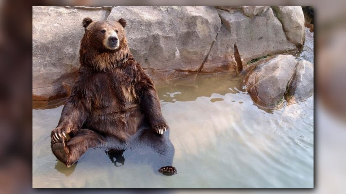 PHOTOS | NC Zoo Animals Keep Cool in the Heat | wfmynews2.com