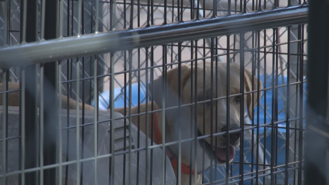 Davidson County Animal Shelter Overcrowded; Animals Could Be Put Down ...